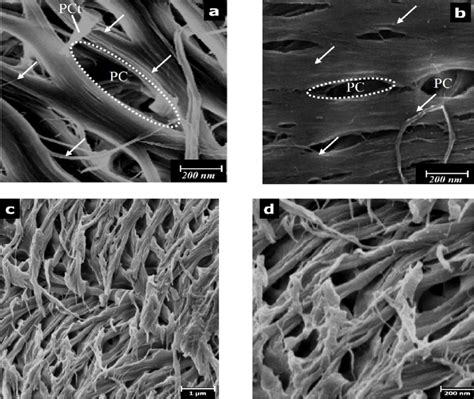 Microstructure Of Chemically Treated Shrimp Endocuticle Fractured