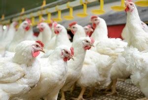 Broiler Breeder Feeds