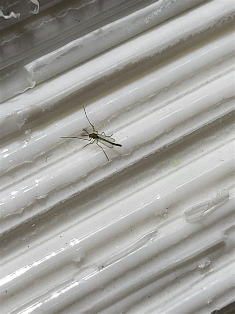 Whats This Lil Guy R Whatsthisbug