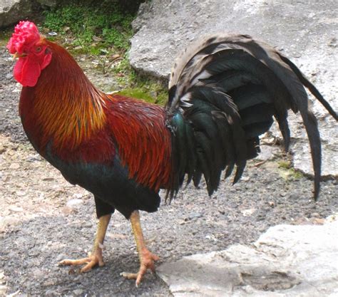 How To Make Roosters Get Along Modern Farming Methods