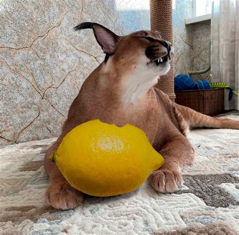 Meet Big Floppa The Cat That Became The Biggest Star Of Memes On The
