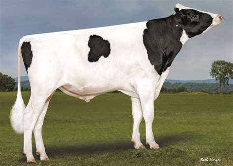 migos 94ho20824 st jacobs abc st jacobs choice