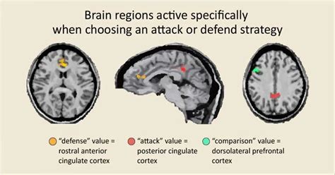 Different Areas Of Cingulate Cortex Encode Defensive And Offensive Strategies Neuroscience News