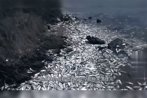 下游的鱼离奇死亡，渔民跑到上游一看，气的直跺脚