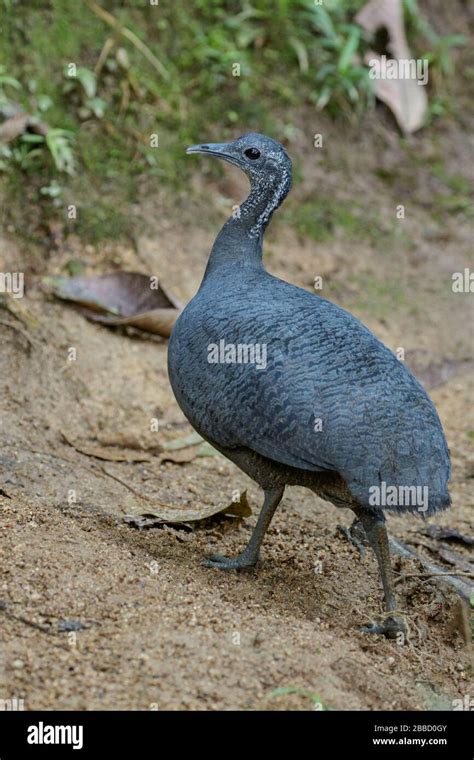 Gray Tinamou Tinamus Tao Feeding On Th Eforest Floor In The South Of
