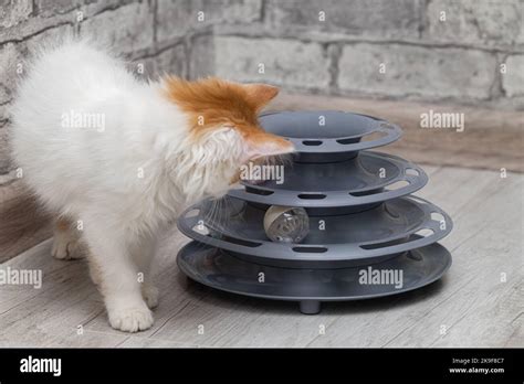 Kitten Walks Around A Toy With A Ball Kitten Hunts For A Toy Stock