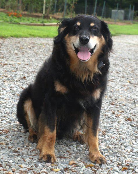 Colors Markings And Other Physical Traits English Shepherd Club