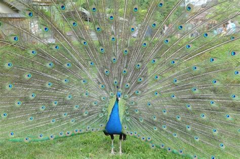 View Of Peacock Premium Photo