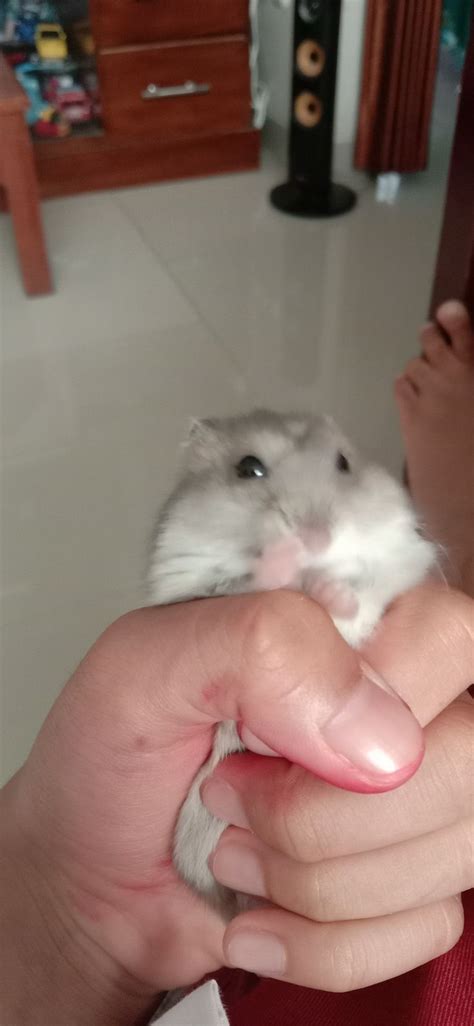 Hamster Imut