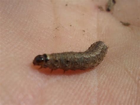 Can T Identify This Caterpillar Worm