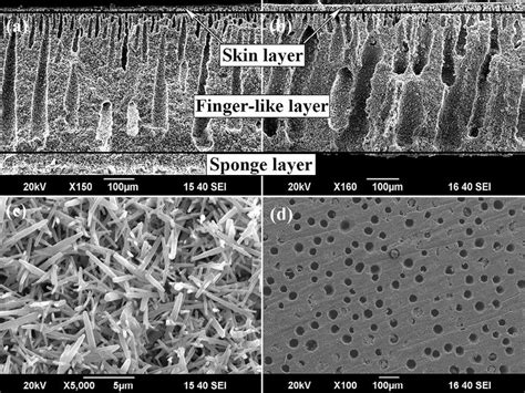 Microstructure Of The Membrane A Cross Section Of M1 B Cross