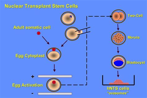 Stem Cell Faqs Bedford Research Foundation