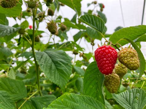 Berryworld Ruby Raspberries Win Superior Taste Award