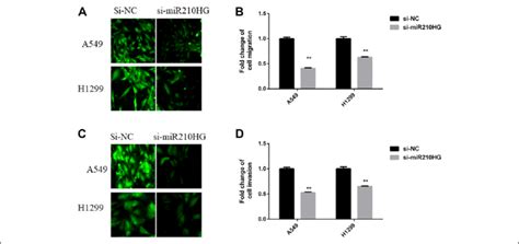 Mir210hg Modulates Nsclc Cell Migration And Invasion A And B