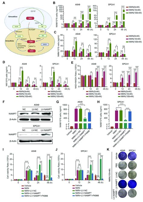 High Dosage NMN Inhibits Lung Adenocarcinoma Cell Proliferation Through