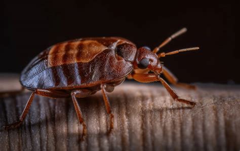 What Attracts Bed Bugs To A Home The Bed Bugs Experts