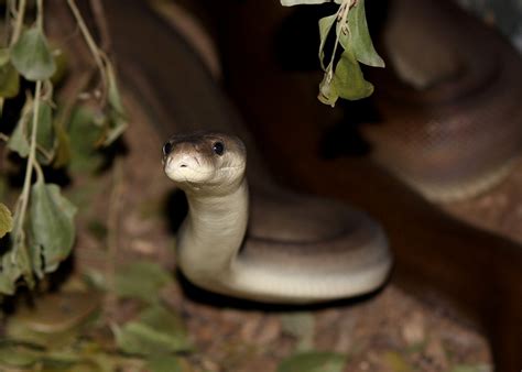 Olive Python Territory Wildlife Park