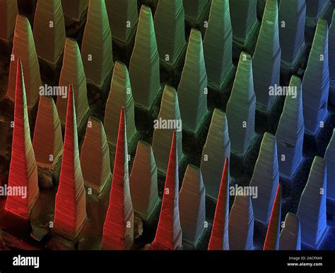 MEMS Neural Interface Chip Coloured Scanning Electron Micrograph Of An Electrode Array On A