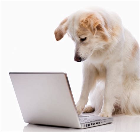Oakwood Pet Clinic • Helpful Links