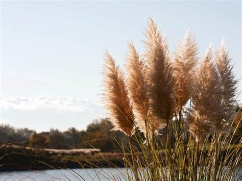 When To Plant Ornamental Grasses Planting Guide 2023 Northern Nester