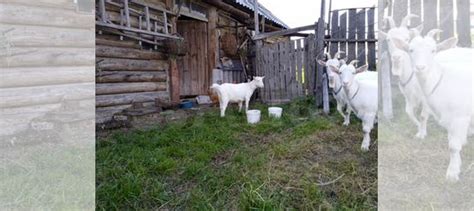 Продам двух козочек купить в Городце Животные и зоотовары Авито