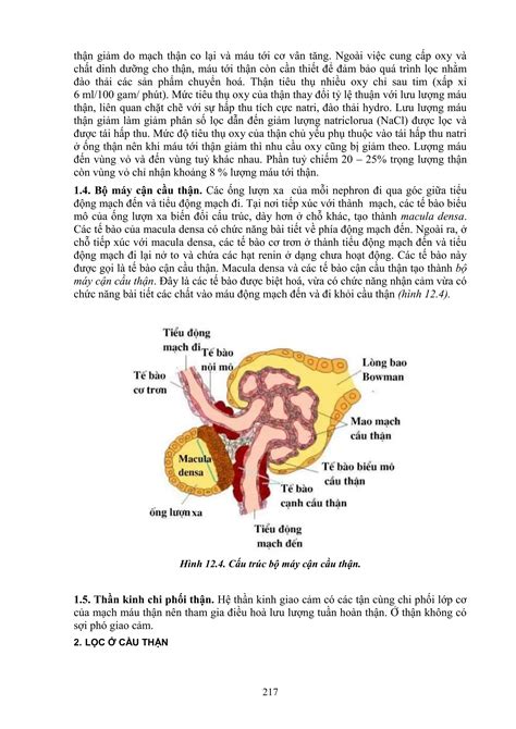 SINH LÝ THẬN BÀI TIẾT NƯỚC TIỂU YHN doc