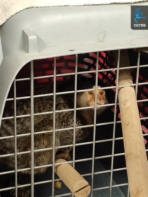 Monkey Python Abandoned During Circuit Breaker ACRES Appeals For Information