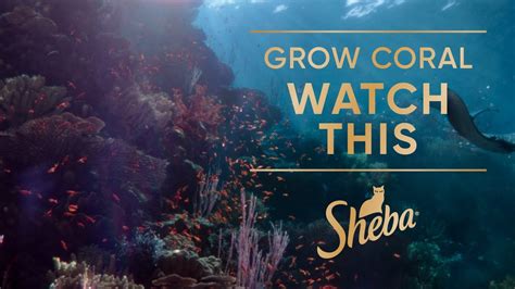 Help Restore Coral Reefs Watch The Film That Grows Coral Sheba Hope