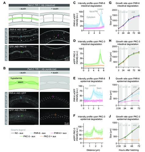 Par 6 And Pkc 3 Are Essential In The Epidermis To Support Larval
