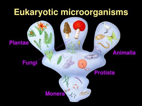 Ppt Eukaryotic Microorganisms Powerpoint Presentation Free Download
