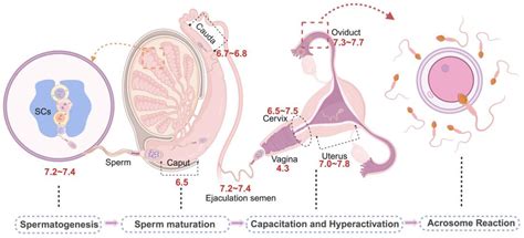 pH Homeodynamics and Male Fertility: A Coordinated Regulation of Acid ...