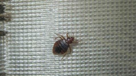 Assessing Bed Bug Detection Tools Advantages And Disadvantages Doursite