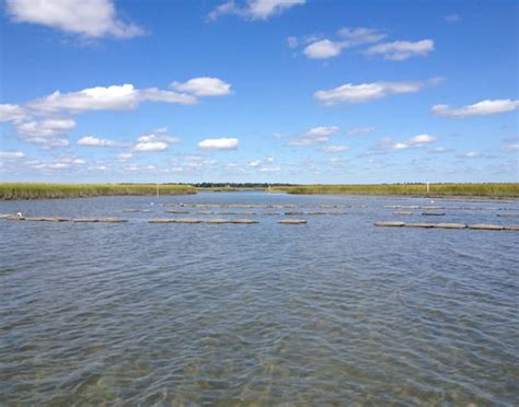 Regulations North Carolina Shellfish Growers Association