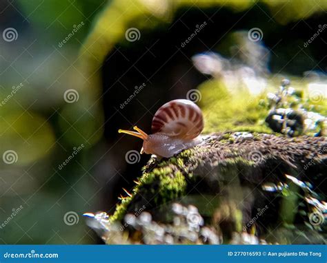 A Polynesian Tree Snail X28 Partula Sp X29 Foraging During The Day