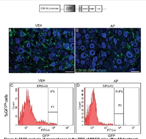 Figure 1 From Rapid Isolation Of Dorsal Root Ganglion Macrophages