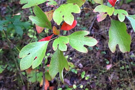 Sassafras Tree Sassafras Albidum Footsteps In The Forest
