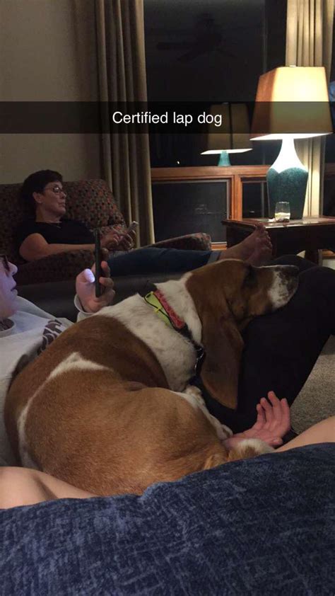 My Ruby Doo Doing What She Does Best R Bassethounds