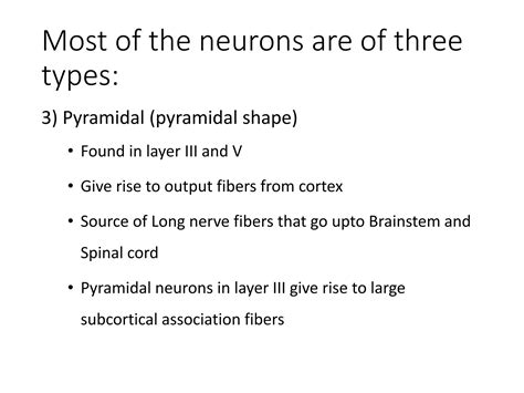 Cerebral Cortex And Its Components Ppt