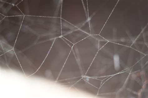 Cobweb Pattern Spiderweb Free Photo On Pixabay Pixabay