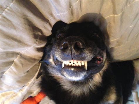 Мой пес красивые картинки доброта улыбка собака собакен песель пес картинки