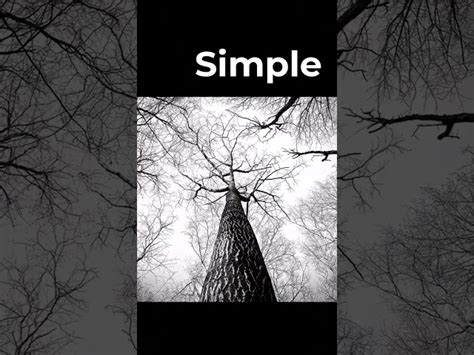 fractals in nature discover the beauty of self similarity schooltube