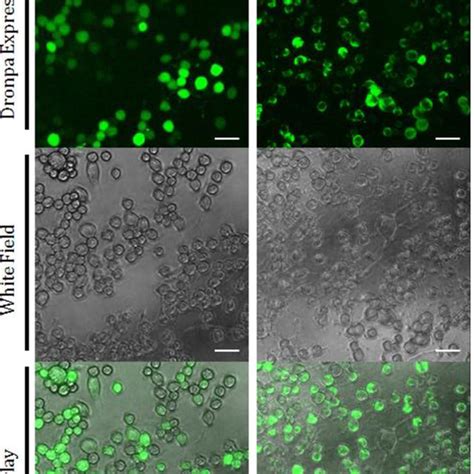 Heterologously Expressed Gc1q R In Hek 293 Cells Showed Specific