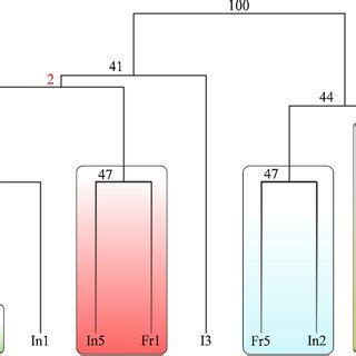 Bootstrap cluster analysis of the Mangroves of Marajó Island Pará