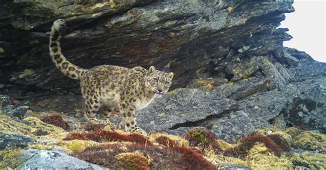 Edna Reveals Snow Leopards In Bhutan Wwf