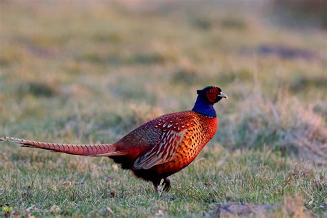 Jagdfasan Jagdfasan Phasianus colchicus c Jürgen Podgo Flickr