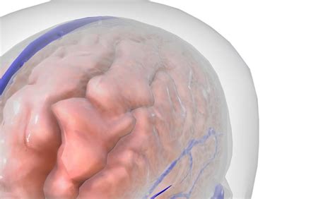 Premium Photo Vascular System To The Brain