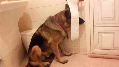 Simplemente no quiero tomar un baño Reacción divertida del perro YouTube