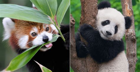 15 Differences Between Red Pandas And Giant Pandas