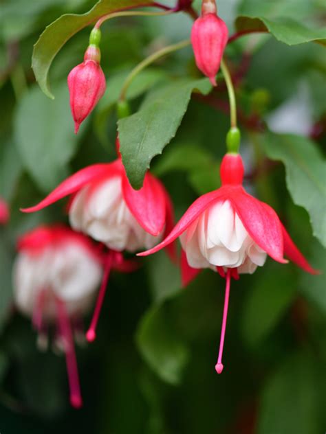 西宮市でできた花 By かもんチャン （id：12750147） 写真共有サイトphotohito
