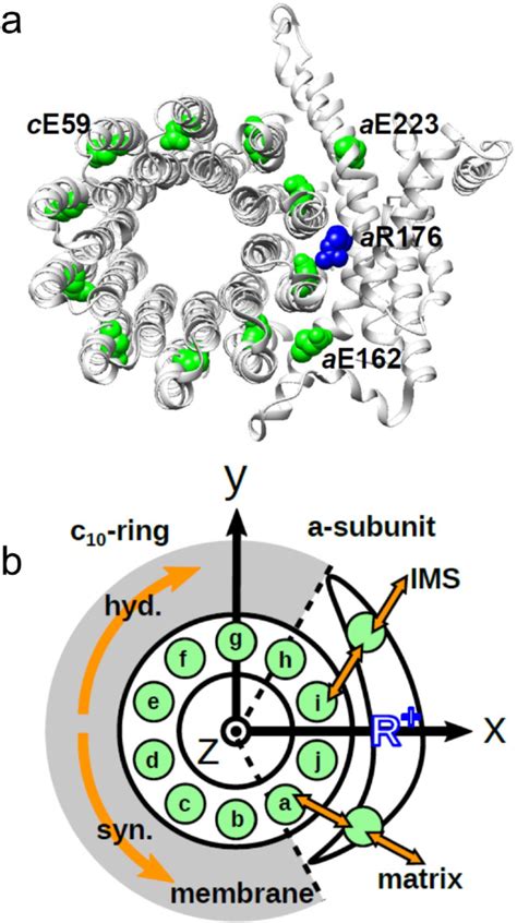Cooperation Among C Subunits Of Fof1 Atp Synthase In Rotation Coupled Proton Translocation Pmc